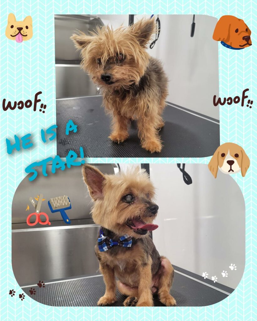 The Best Georgetown TX Mobile Dog Grooming 2024 | Royal Spaw